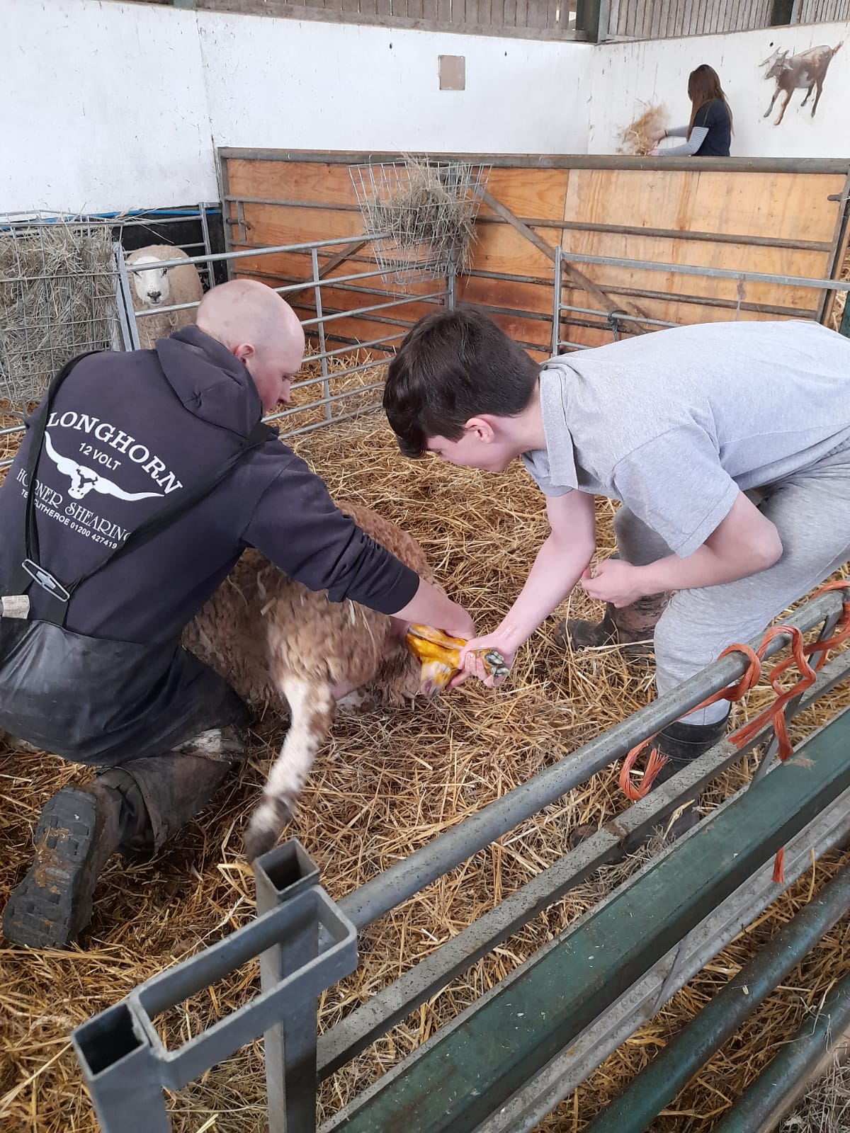 Spring lambs at the farm 03.05.2021 - Norton College